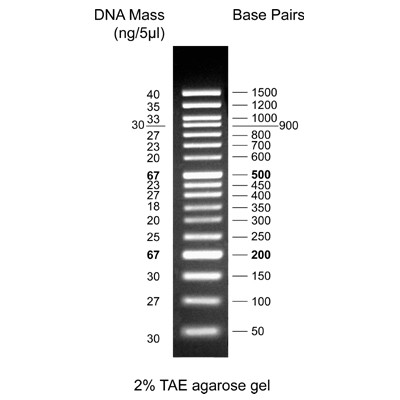 biotechrabbit | 50 bp DNA Ladder, ready to use - DNA Electrophoresis ...