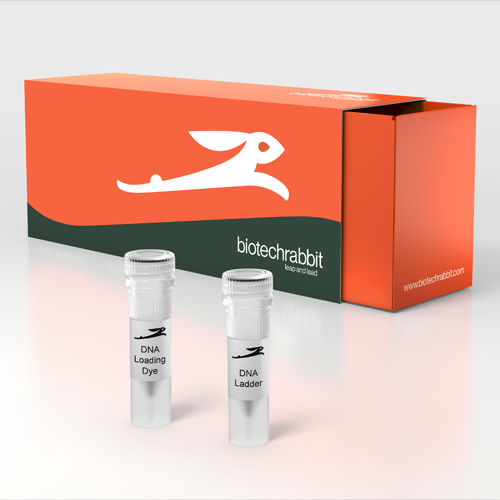 biotechrabbit | 100 bp DNA Ladder, ready to use - DNA Electrophoresis ...