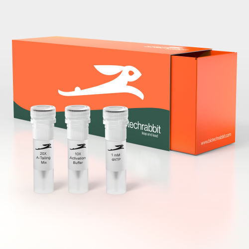 biotechrabbit | A-Tailing Kit | leap and lead