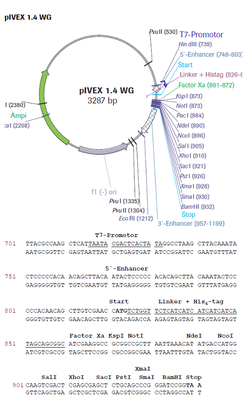 biotechrabbit | RTS pIVEX Wheat Germ His6-tag Vector Set | leap and lead