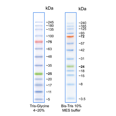 biotechrabbit | TriColor Broad Protein Ladder (3.5-245 kDa) | leap and lead