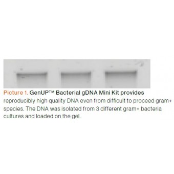 biotechrabbit | GenUP™ Bacteria gDNA Kit - Total DNA Isolation ...