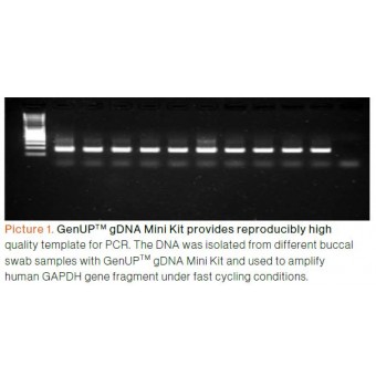 biotechrabbit | GenUP™ gDNA Kit - Total DNA Isolation - Nucleic Acid ...