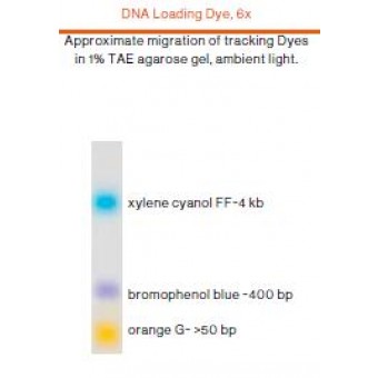 biotechrabbit | 6X DNA Loading Dye | leap and lead